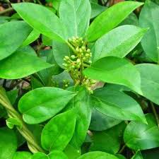 Herbal PLant – Greenland Nursery Chennai