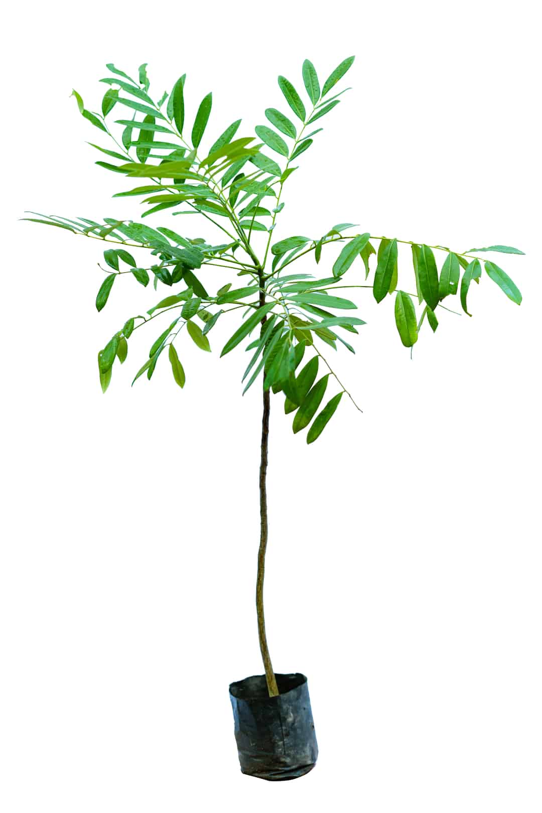 Lakshmi Taru Greenland Nursery Chennai Lakshmi Taru Greenland Nursery Chennai